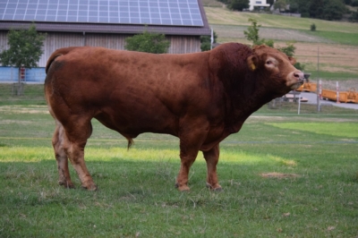 Genetik - Swiss-Limousin