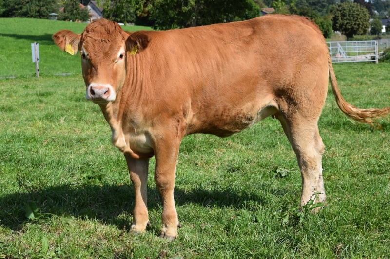 Genetik - Swiss-Limousin
